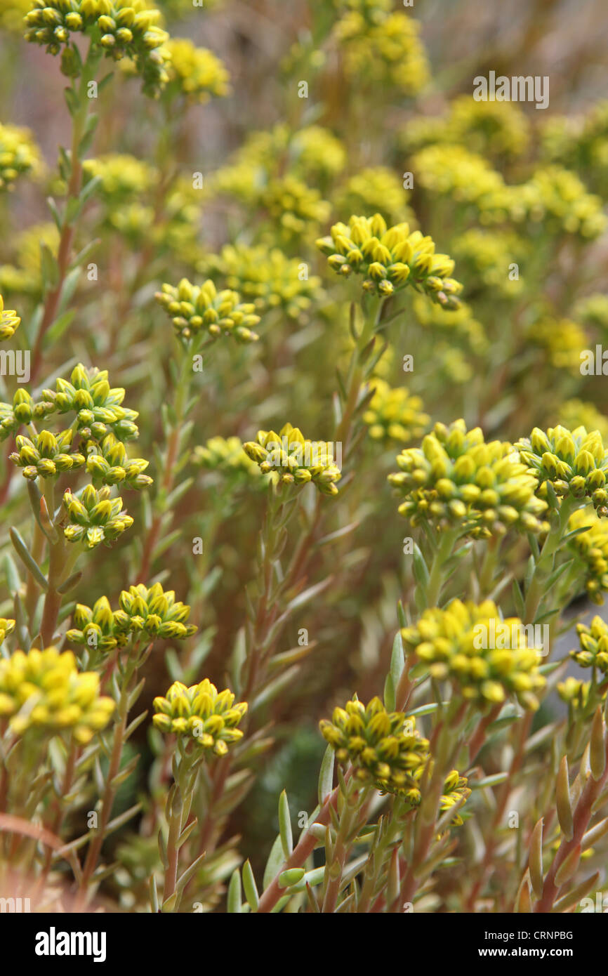 yellow Sedum Reflexum flowers blooms blooming, Suffolk, UK, garden ...