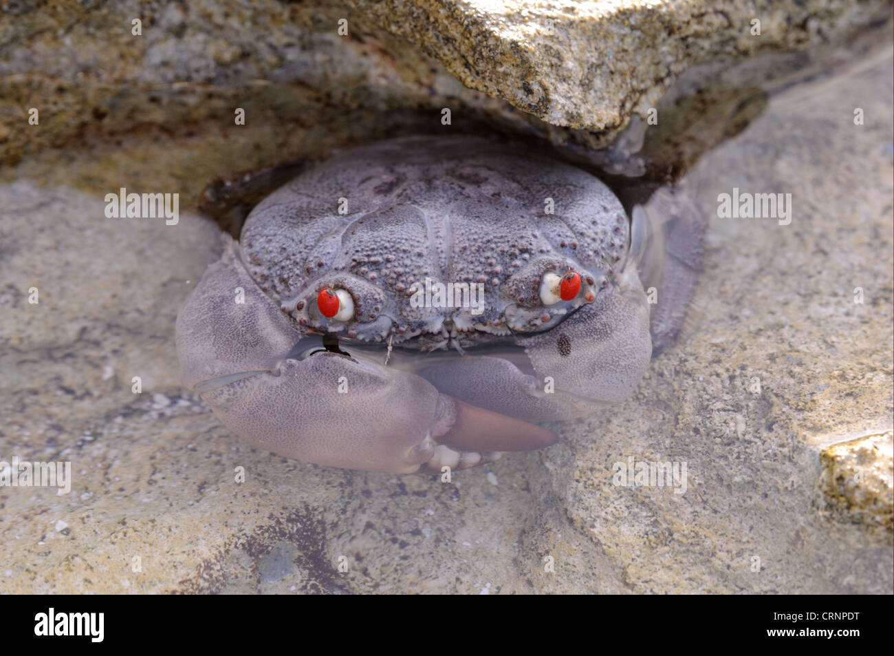 Crab in rockpool hi-res stock photography and images - Alamy