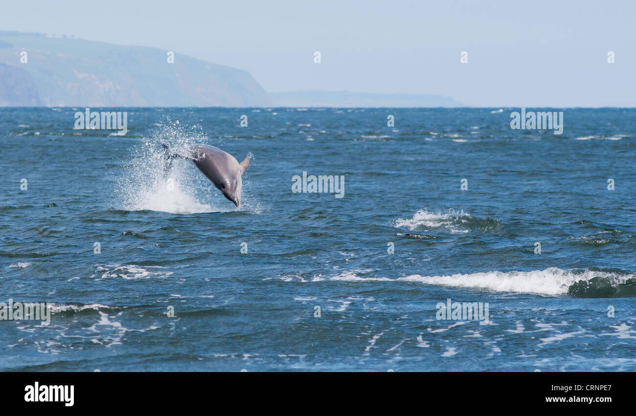 Bottlenose Dolphin leaping for Salmon at Chanonry Point, Scotland Stock ...