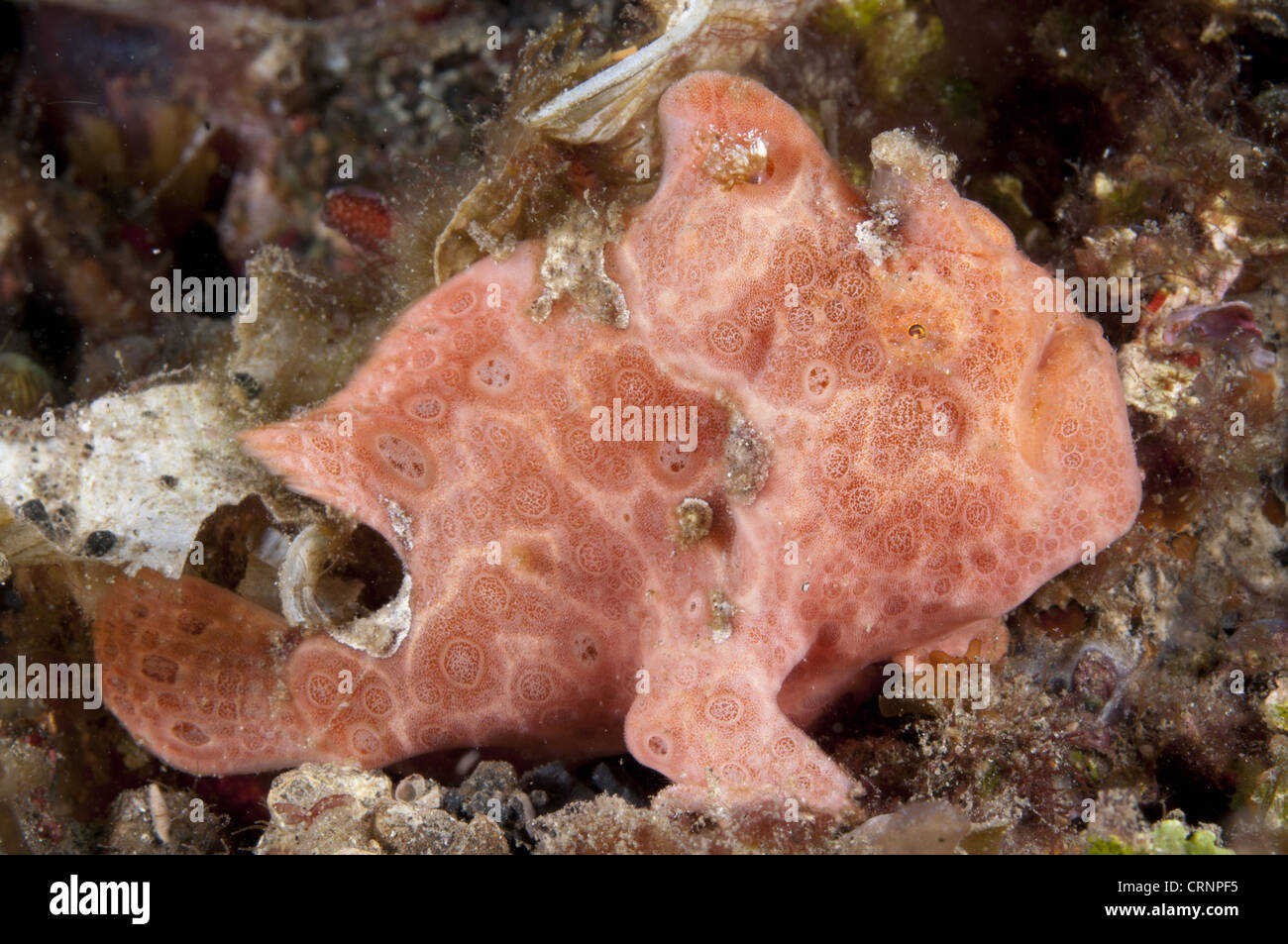 Painted Frogfish (Antennarius pictus) pink adult, resting on reef ...