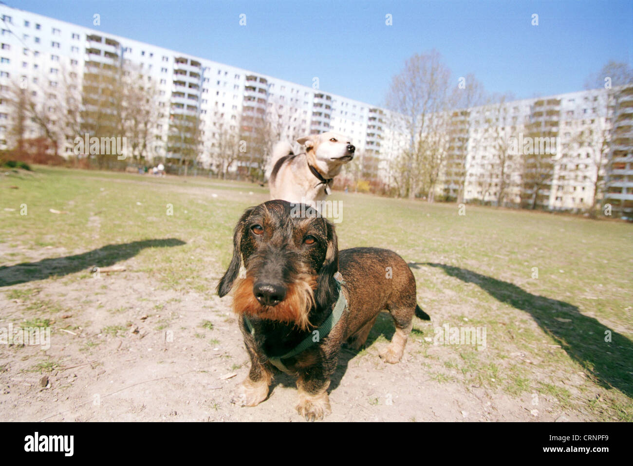 German dachshunds hi-res stock photography and images - Alamy