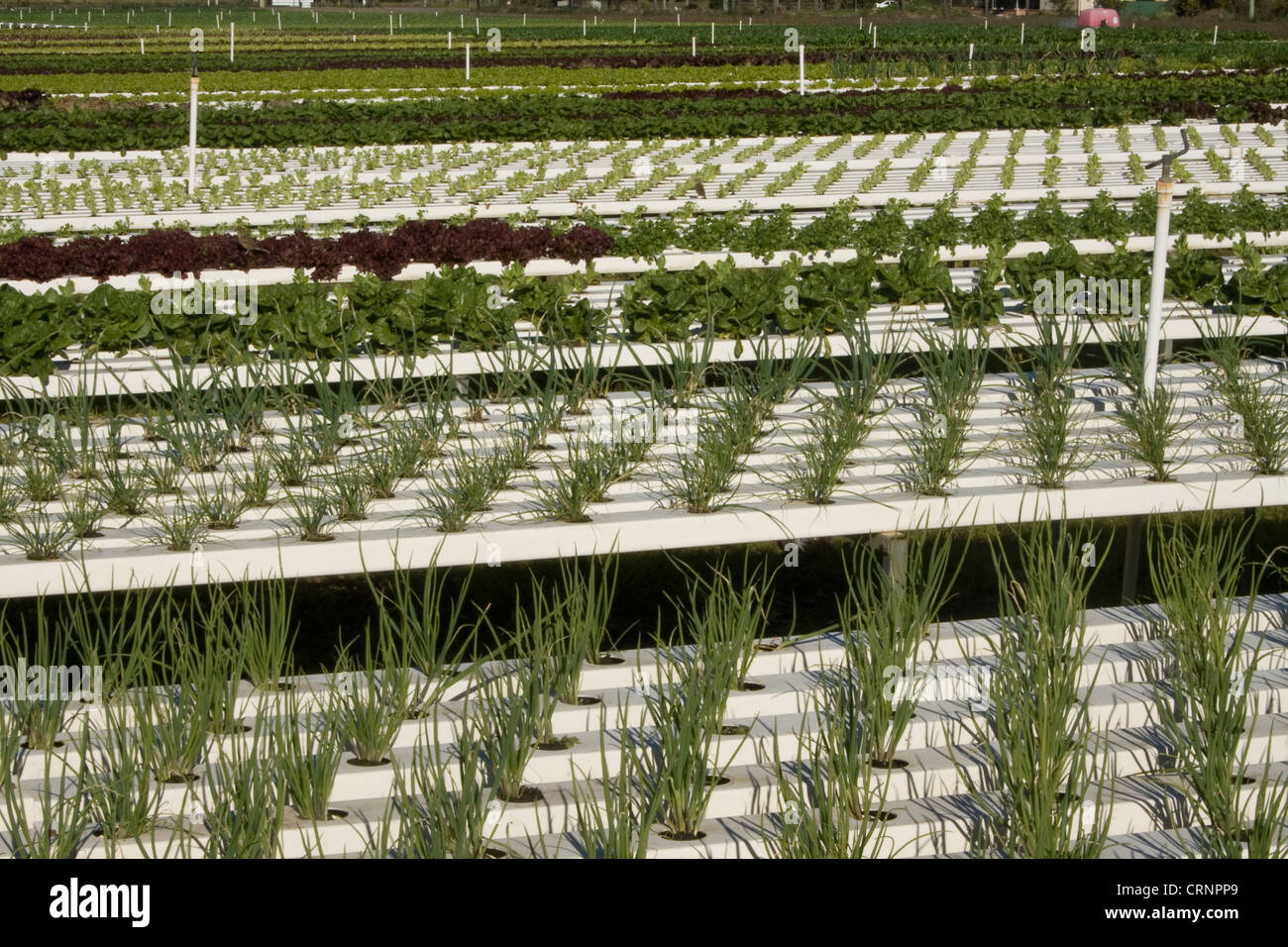 Hydroponic vegetable production Stock Photo - Alamy