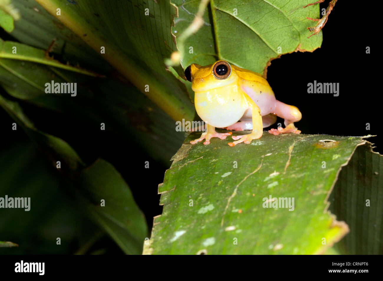 Frog Vocal Sac High Resolution Stock Photography and Images - Alamy