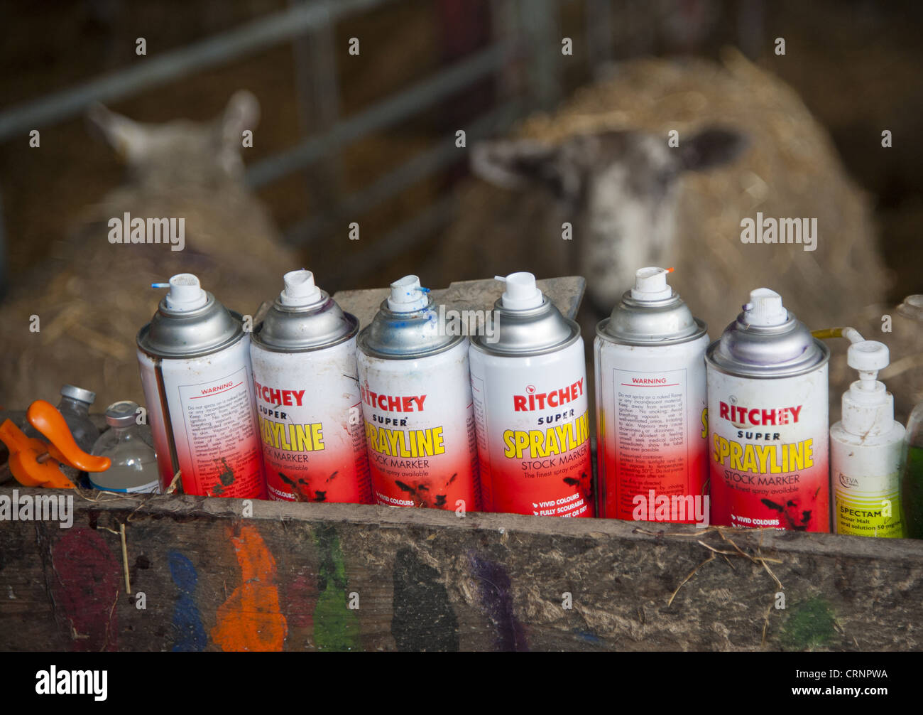 Sheep farming, spray stock markers in trough, with Texel cross mule ...