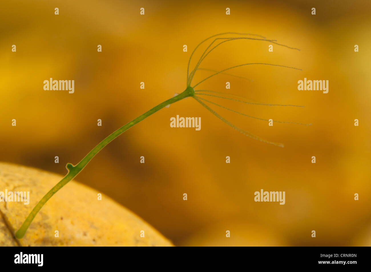 Hydra with bud hi-res stock photography and images - Alamy