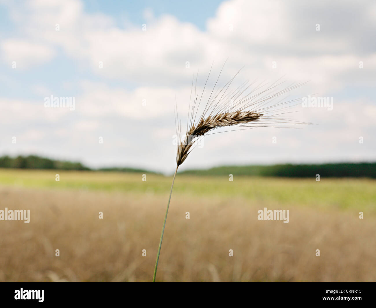 Ear single wheat hi-res stock photography and images - Alamy