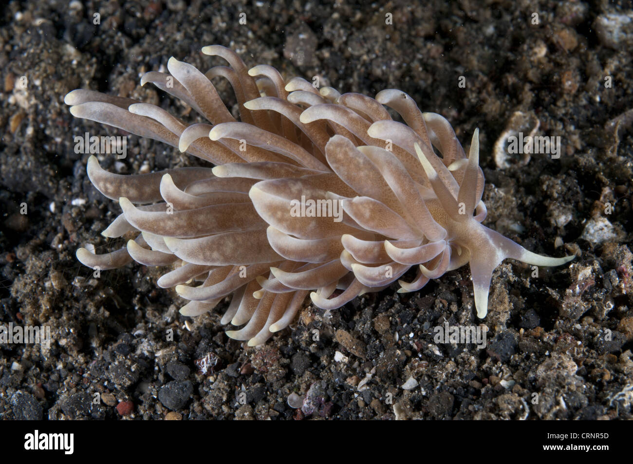 Cryptic Phyllodesmium Seaslug (Phyllodesmium crypticum) adult, on ...