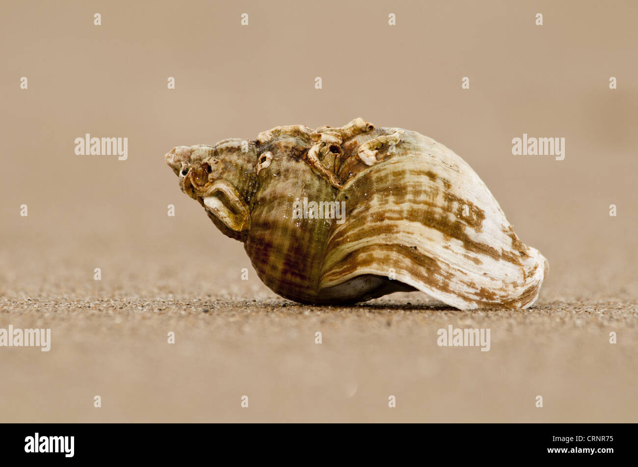 Empty sandy beach sea hi-res stock photography and images - Alamy