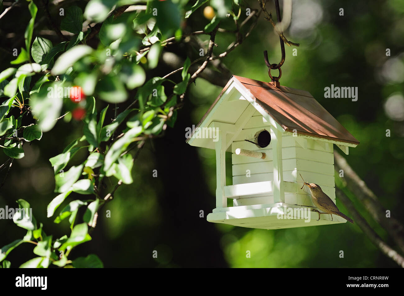Sparrow birdhouse hi-res stock photography and images - Alamy