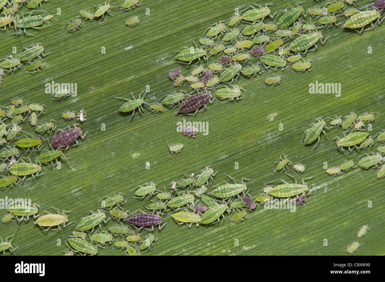 Mealy Plum Aphid (Hyalopterus pruni) red and green phases, various ...