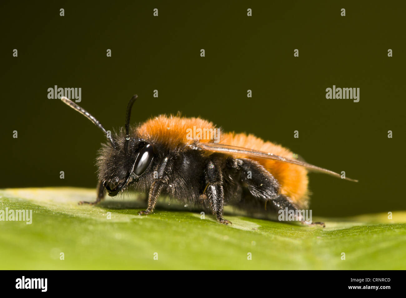 Tawny Mining Bee Uk Hi res Stock Photography And Images Alamy Tawny Mining Bee Uk Hi res Stock Photography And Images Alamy
