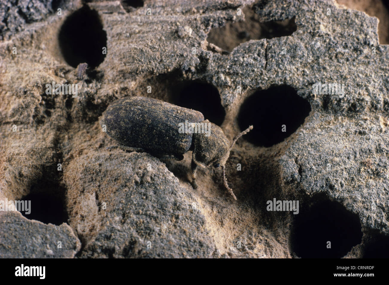 Death-watch Beetle (Xestobium rufovillosum) adult, in galleries of ...