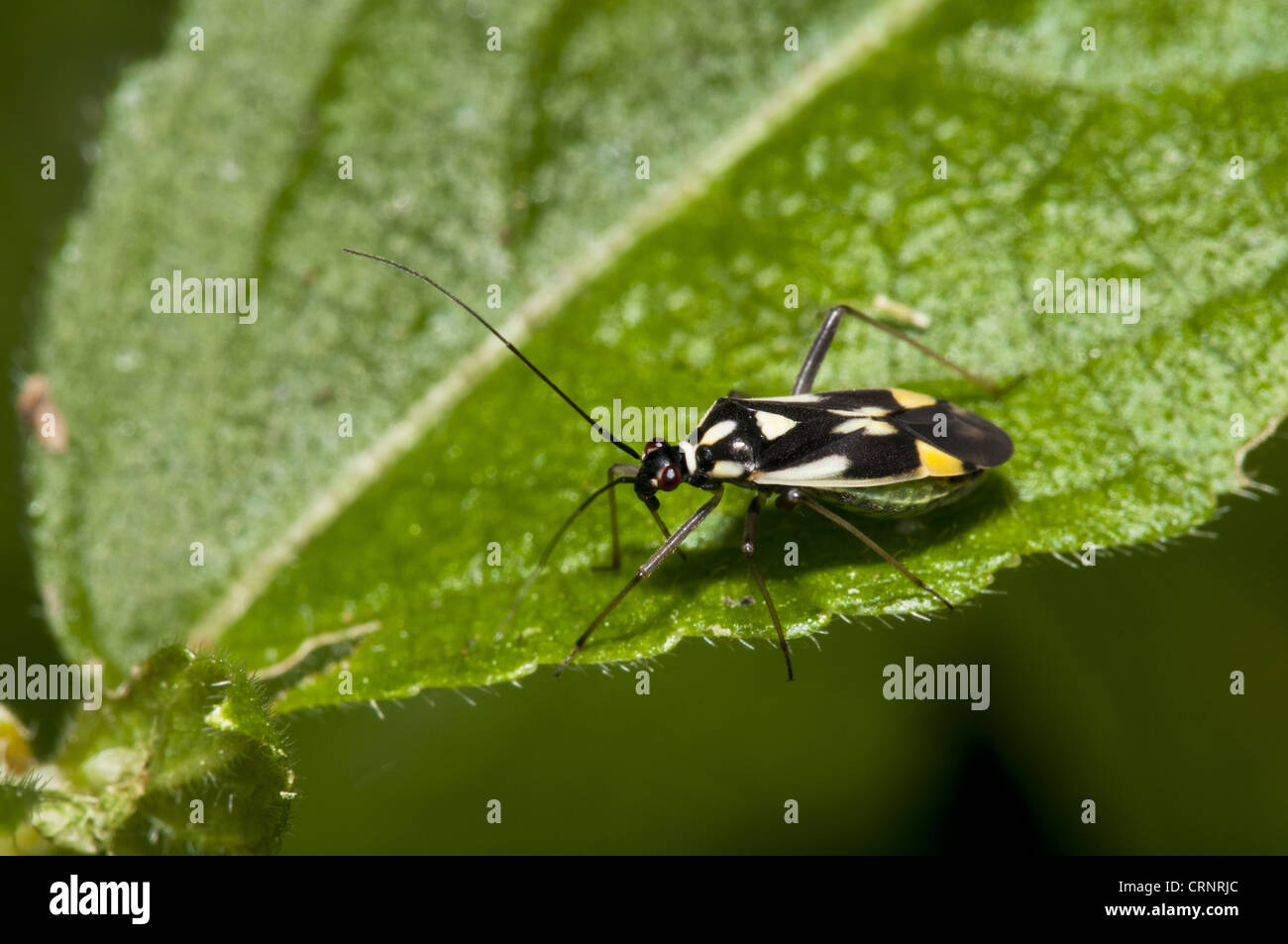 Mirid Bug (Grypocoris stysi) adult, resting on leaf, Downe Bank Nature ...