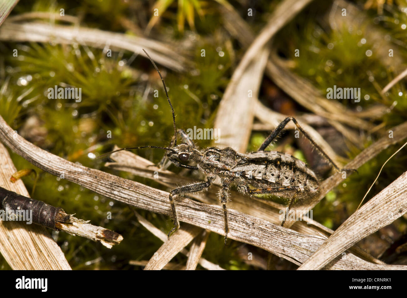 Heath Assassin Bug (Coranus subapterus) adult, Thursley Common National ...