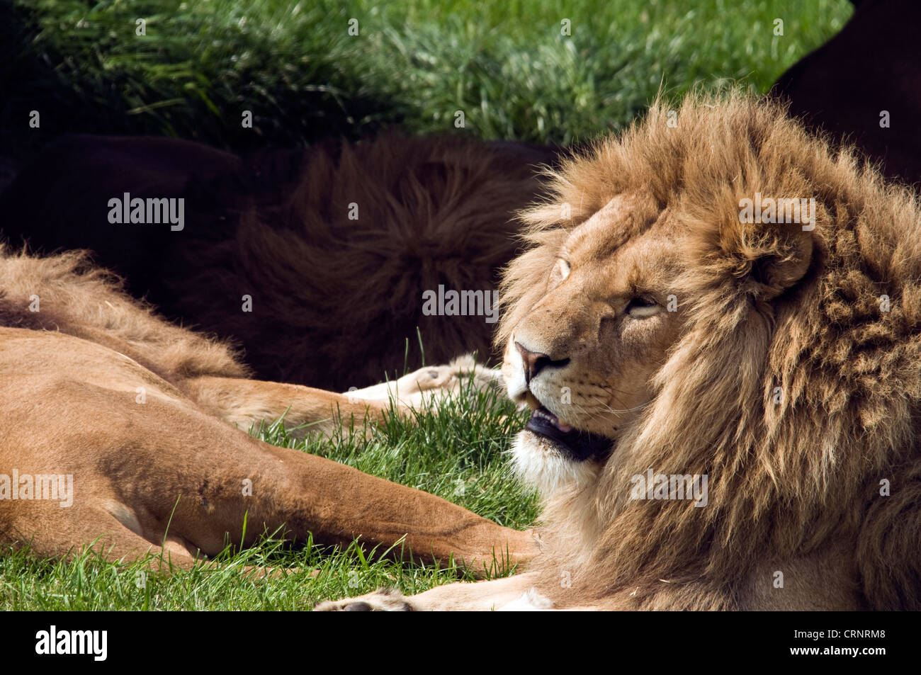 Lion of jungle hi-res stock photography and images - Alamy