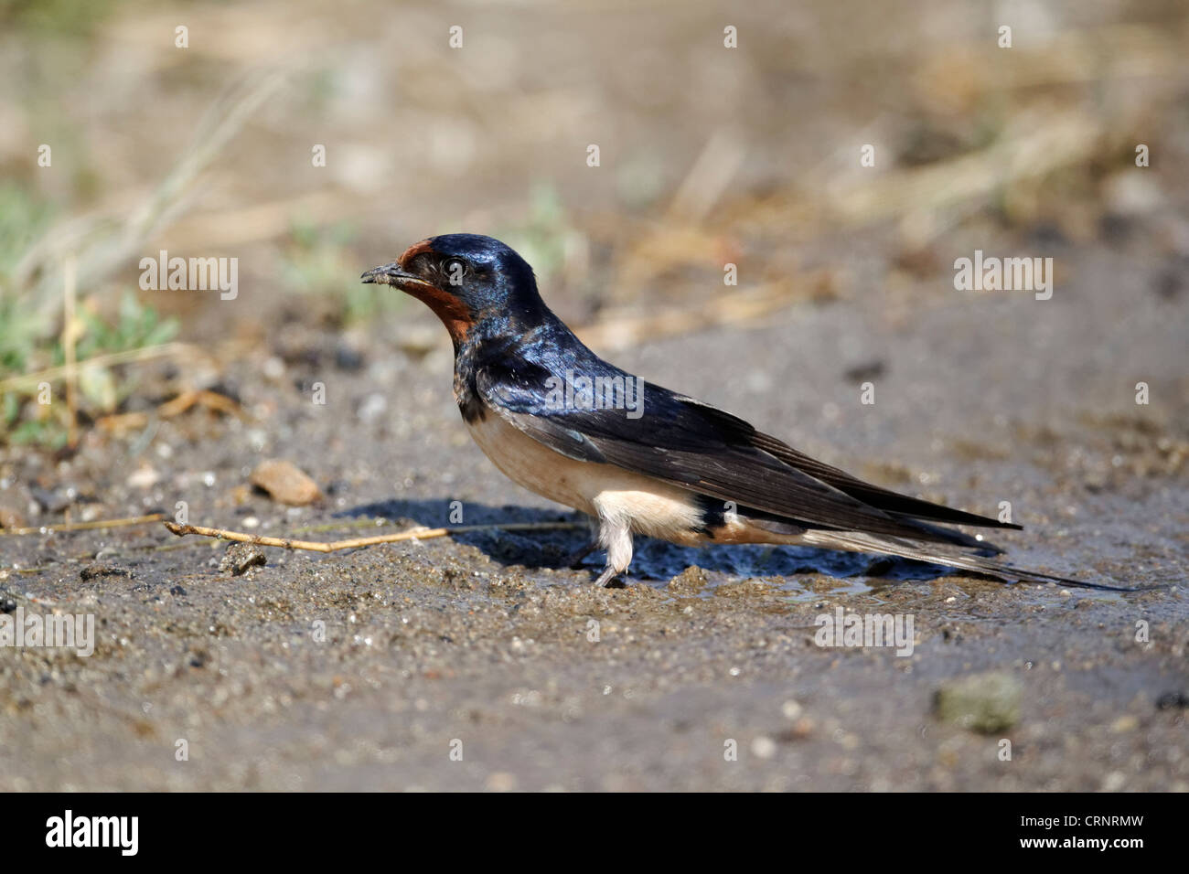 Barn swallow hirundo rustica hi-res stock photography and images - Alamy