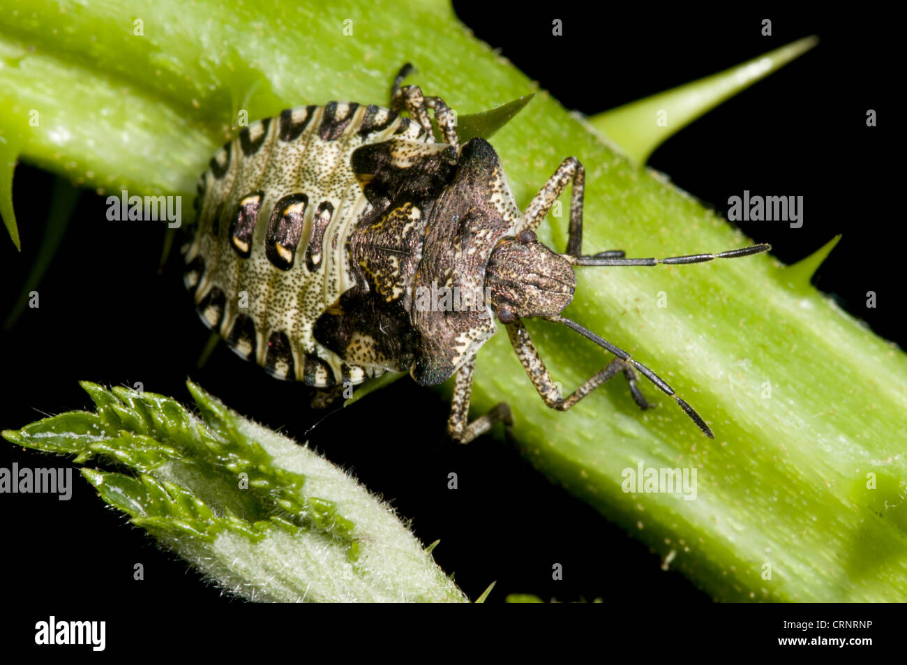 Stinkbug nymphs hi-res stock photography and images - Alamy