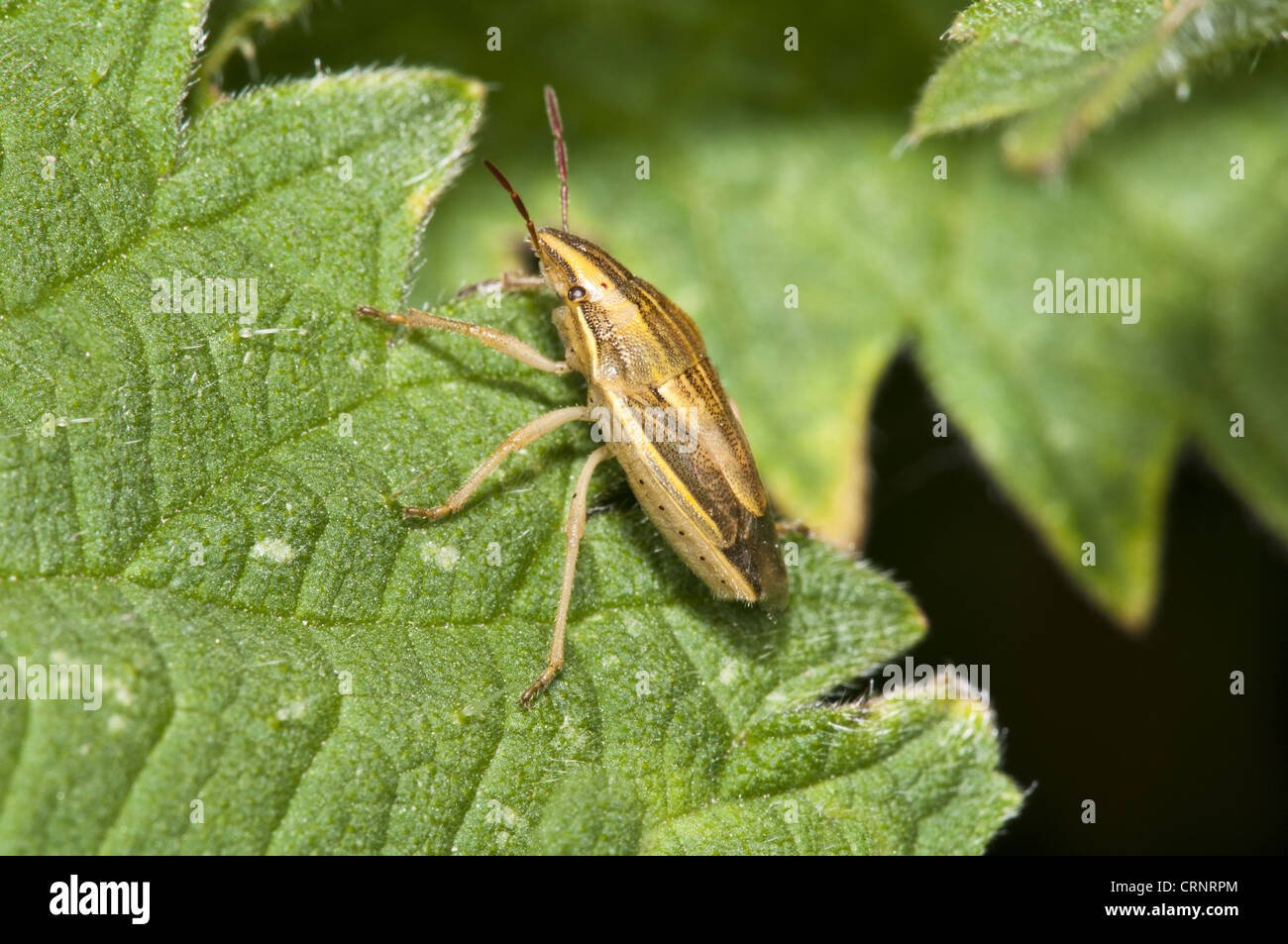 Bishop's Mitre Bug (Aelia acuminata) adult, resting on leaf, Crossness ...
