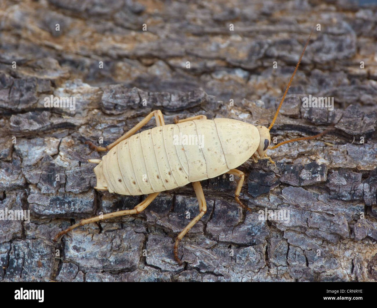 Bush Cockroach (Ellipsidion humerale) adult, climbing on tree trunk ...