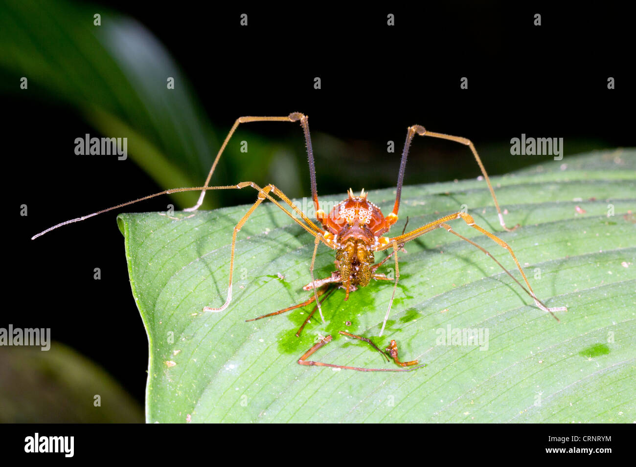 Tropical rainforest fauna hi-res stock photography and images - Alamy