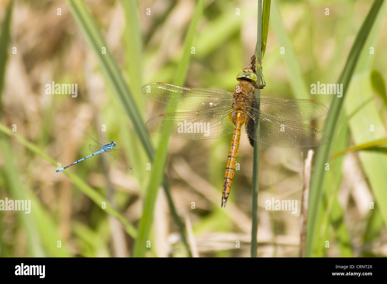 Male dragonflies fighting uk hi-res stock photography and images - Alamy