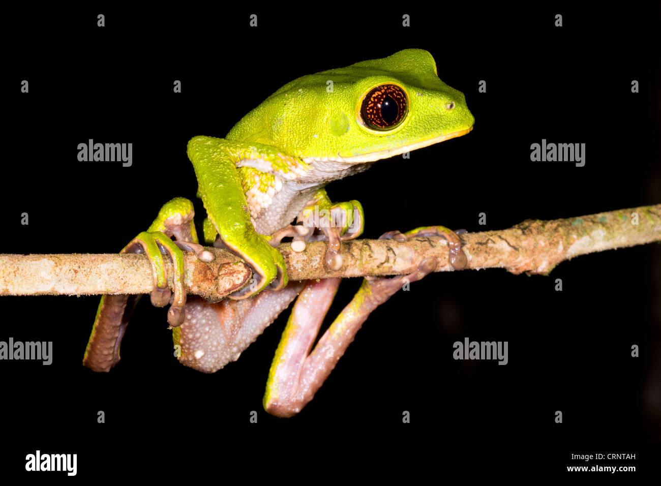 Tarsier Monkey Frog (Phyllomedusa tarsius) on a branch at night in ...