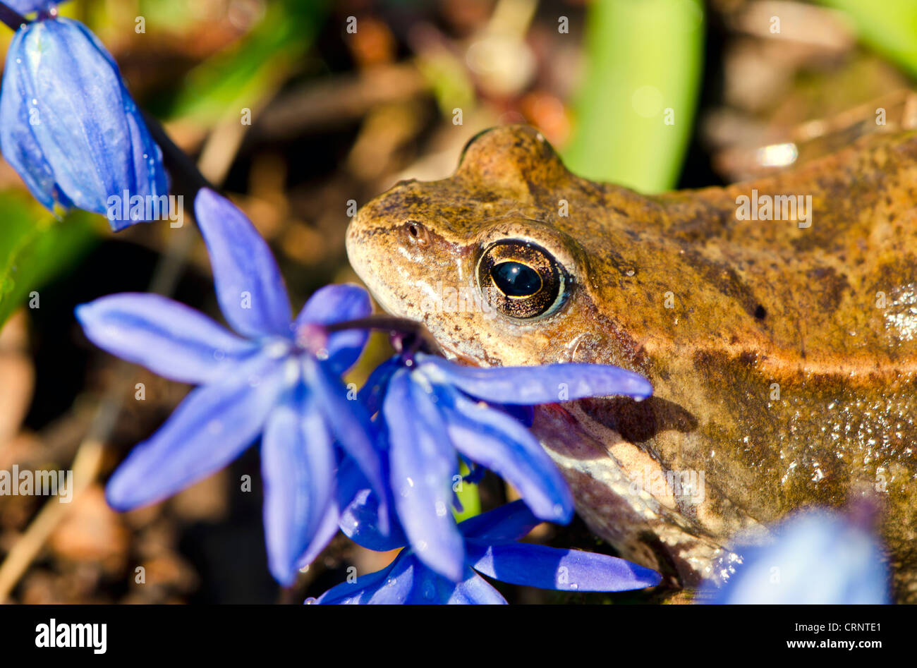 frog european common and blue spring flowers Stock Photo - Alamy