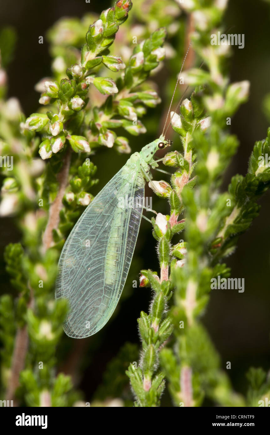 Chrysopa pallens hi-res stock photography and images - Alamy