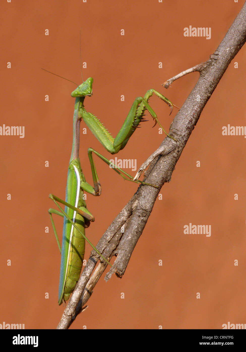 Australian praying mantis hi-res stock photography and images - Alamy