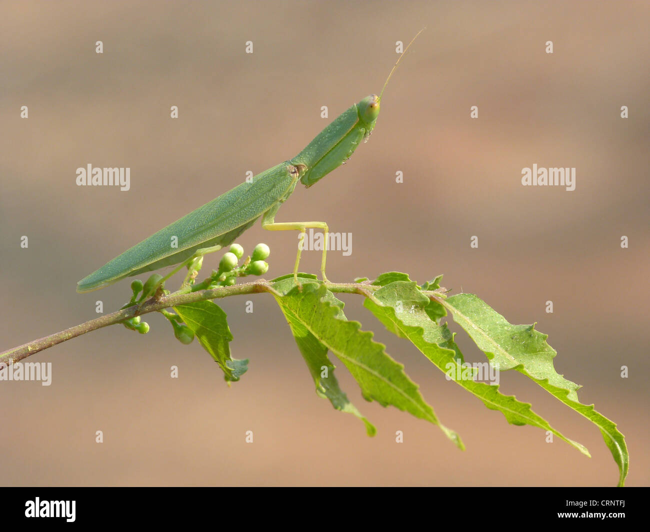 Australian praying mantis hi-res stock photography and images - Alamy