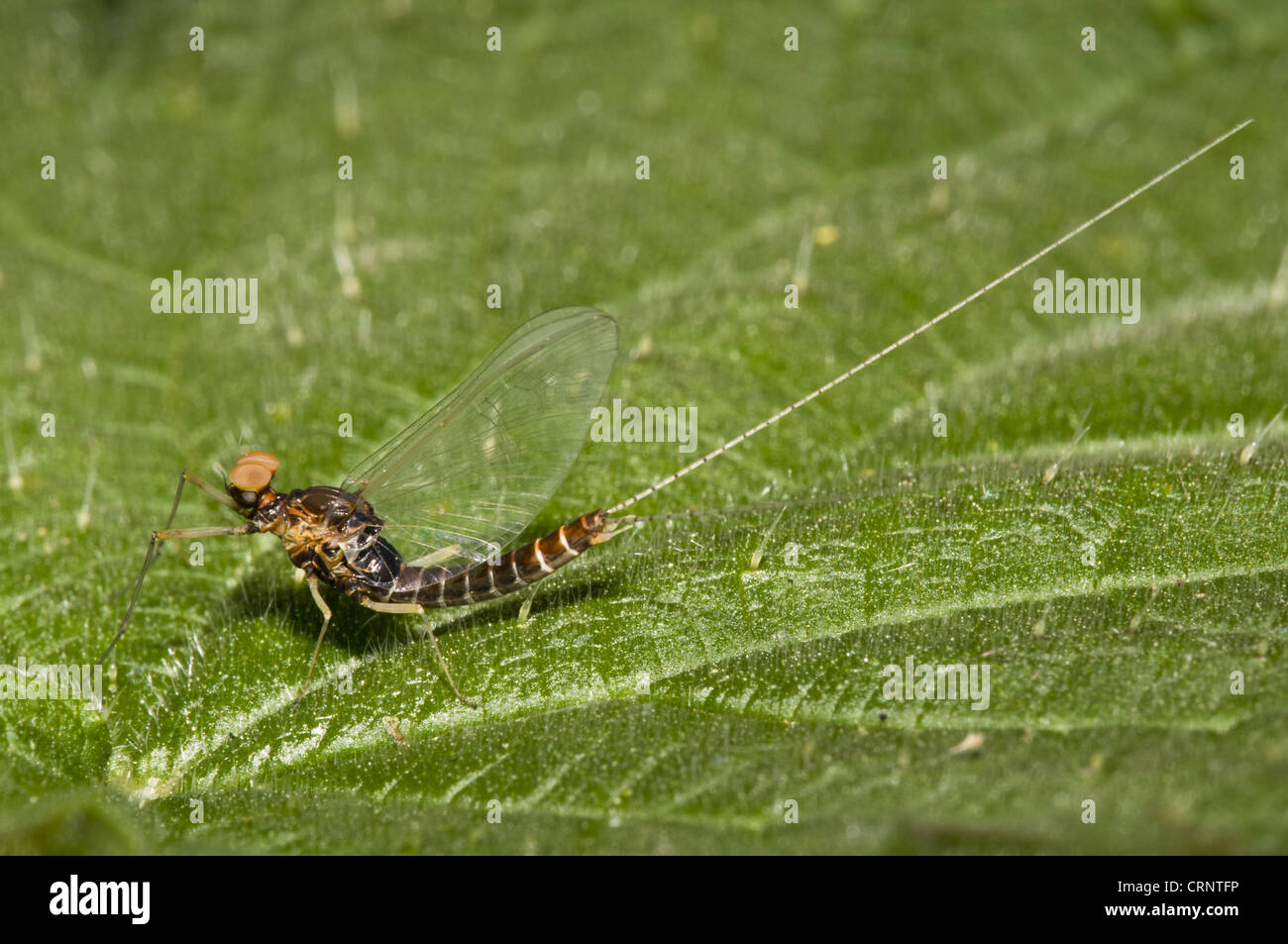 Large Spurwing Mayfly (Centroptilum pennulatum) adult male 'spinner ...
