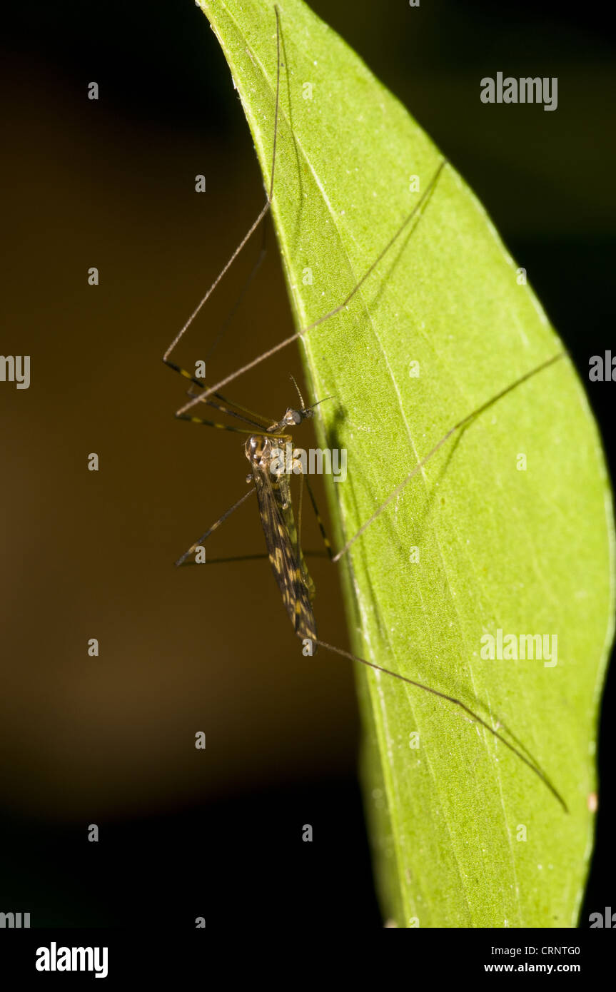 Culiseta annulata hi-res stock photography and images - Alamy