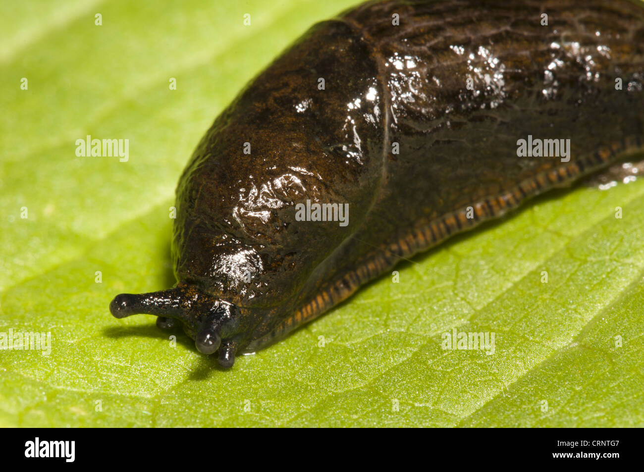 Great Black Slug (Arion ater) reddish brown form, adult, close-up of ...