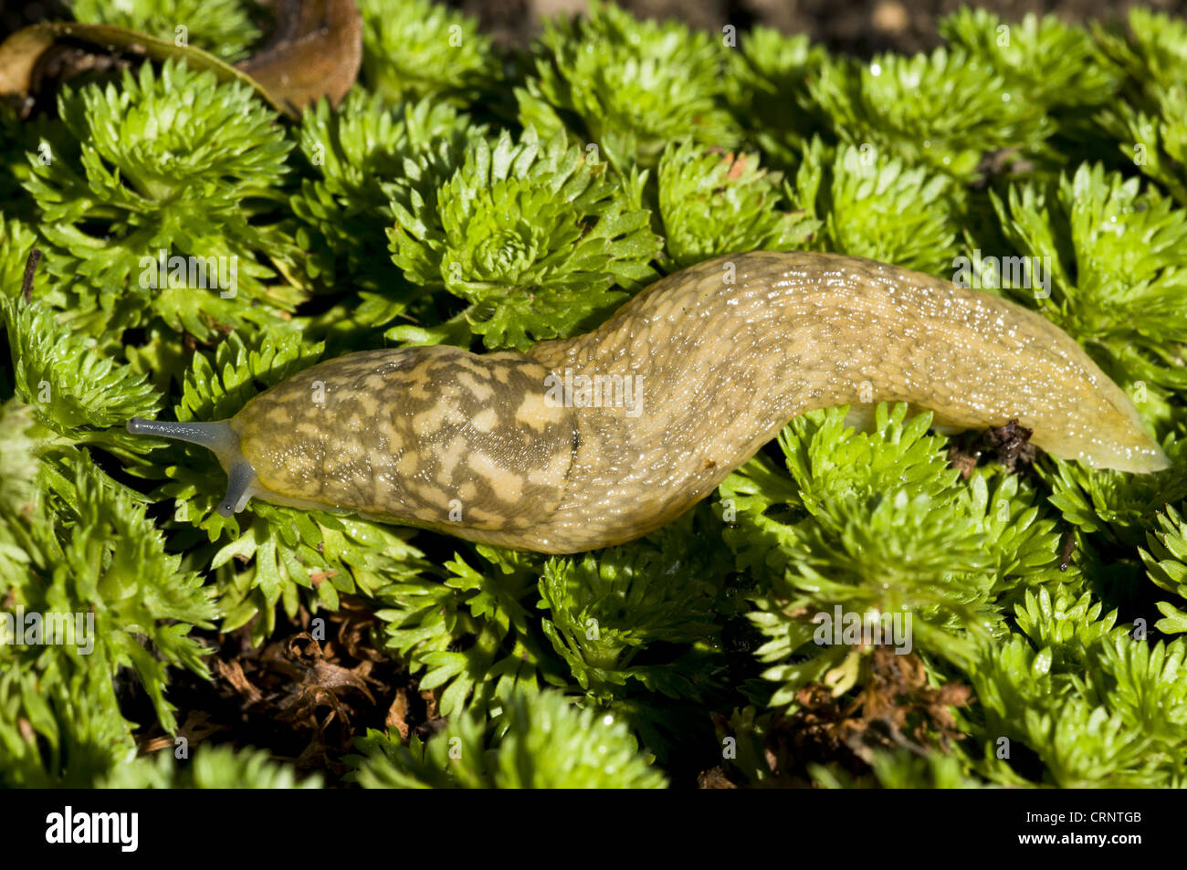 Yellow Slug (Limax flavus) adult, sliding over groundcover vegetation ...