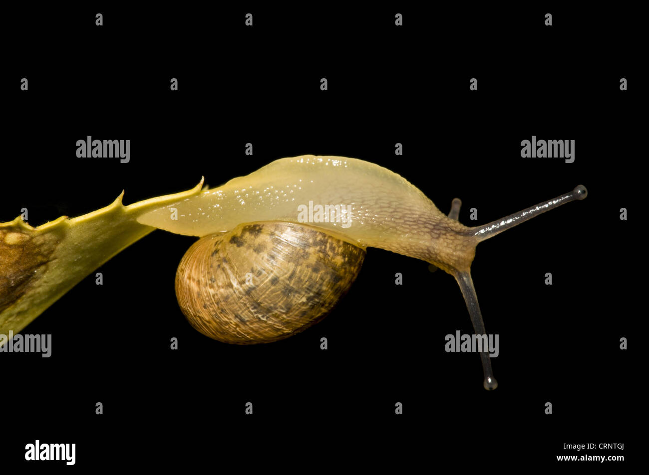 Garden Snail (Helix aspersa) immature, clinging to underside of leaf by ...