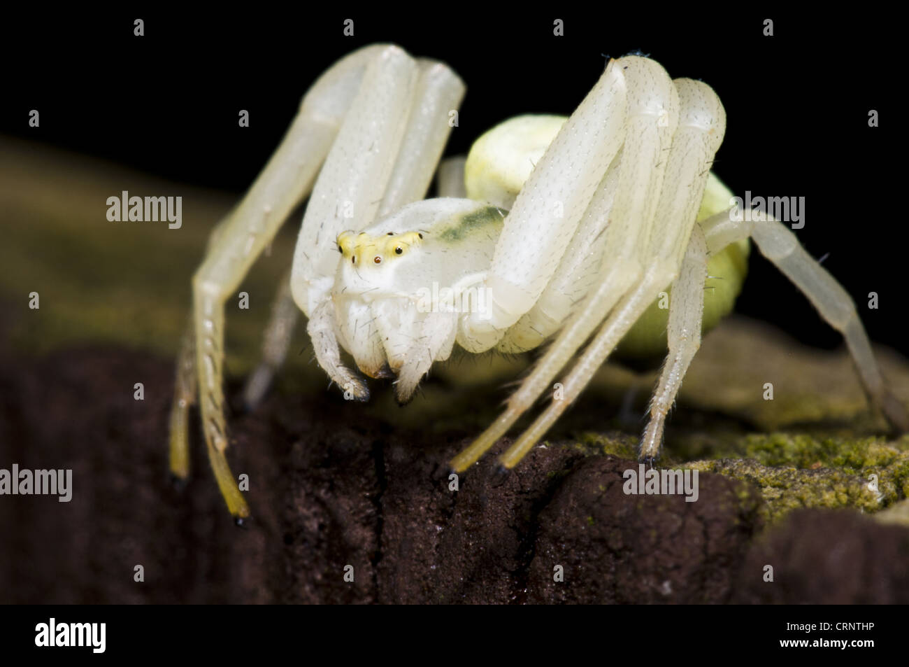 Goldenrod Crab Spider (Misumena vatia) adult female, ambush hunting on ...