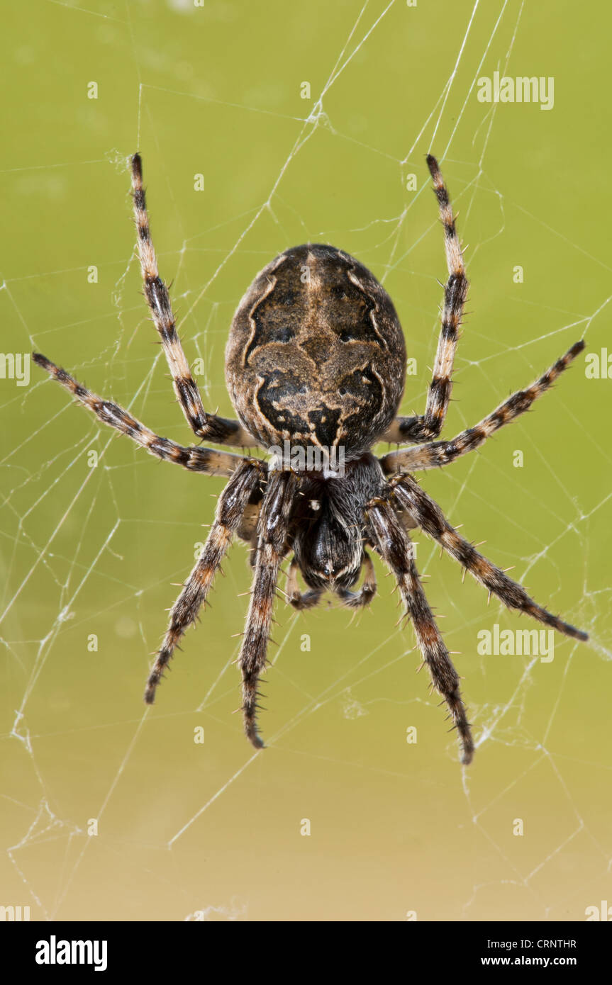 Furrow Orb Weaver Spider Bite Western Spotted Orb Weaver – Neoscona