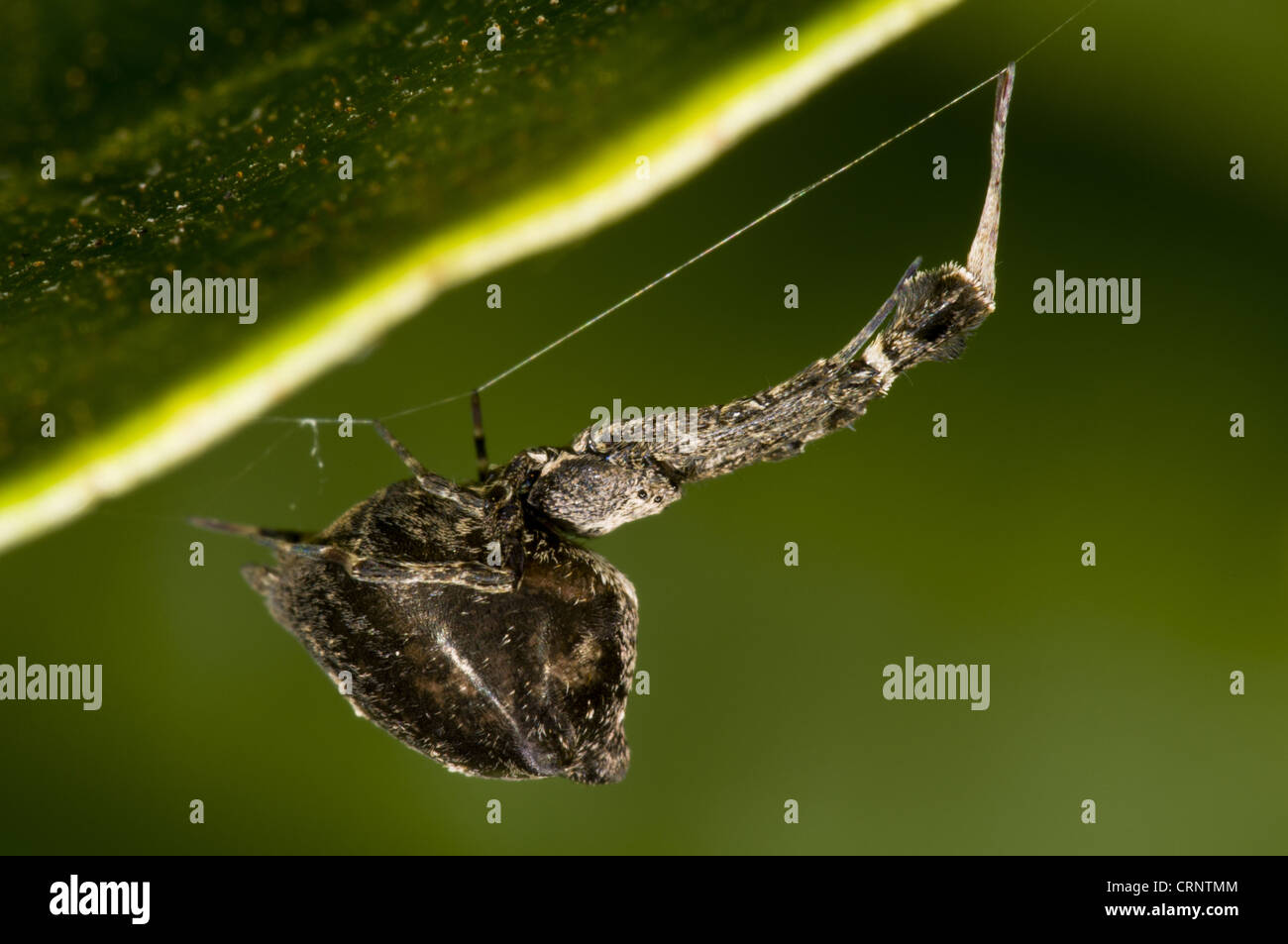 Feather legged lace weaver spider hi-res stock photography and images ...