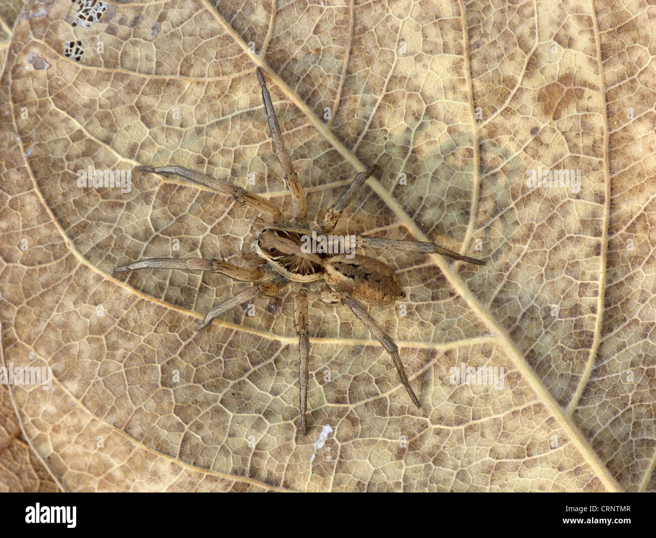 Lycosa australia hi-res stock photography and images - Alamy