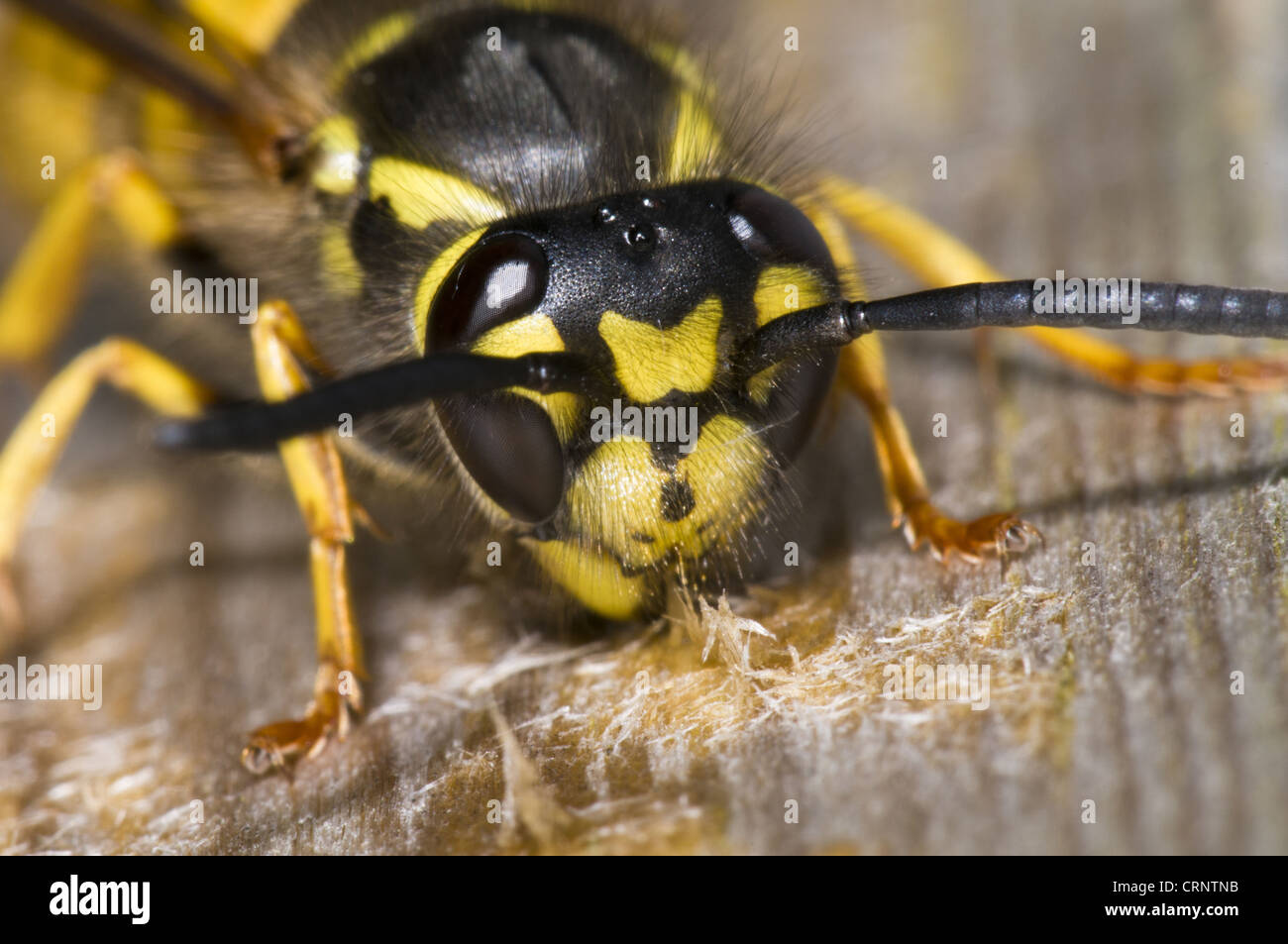 German Wasp (Vespula germanica) adult, close-up of head, chewing wood ...