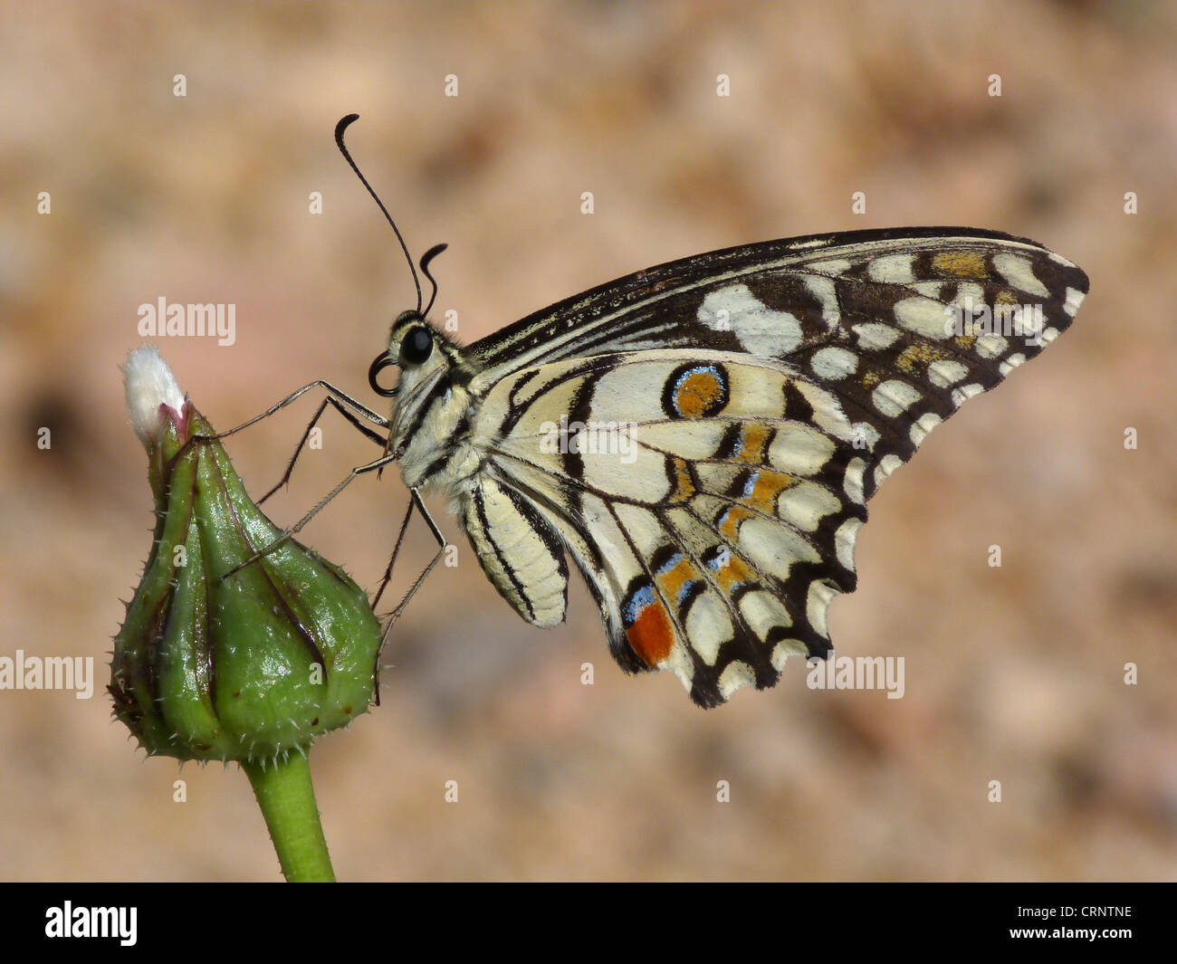 Chequered Swallowtail (Papilio demoleus) adult, underside, resting on ...