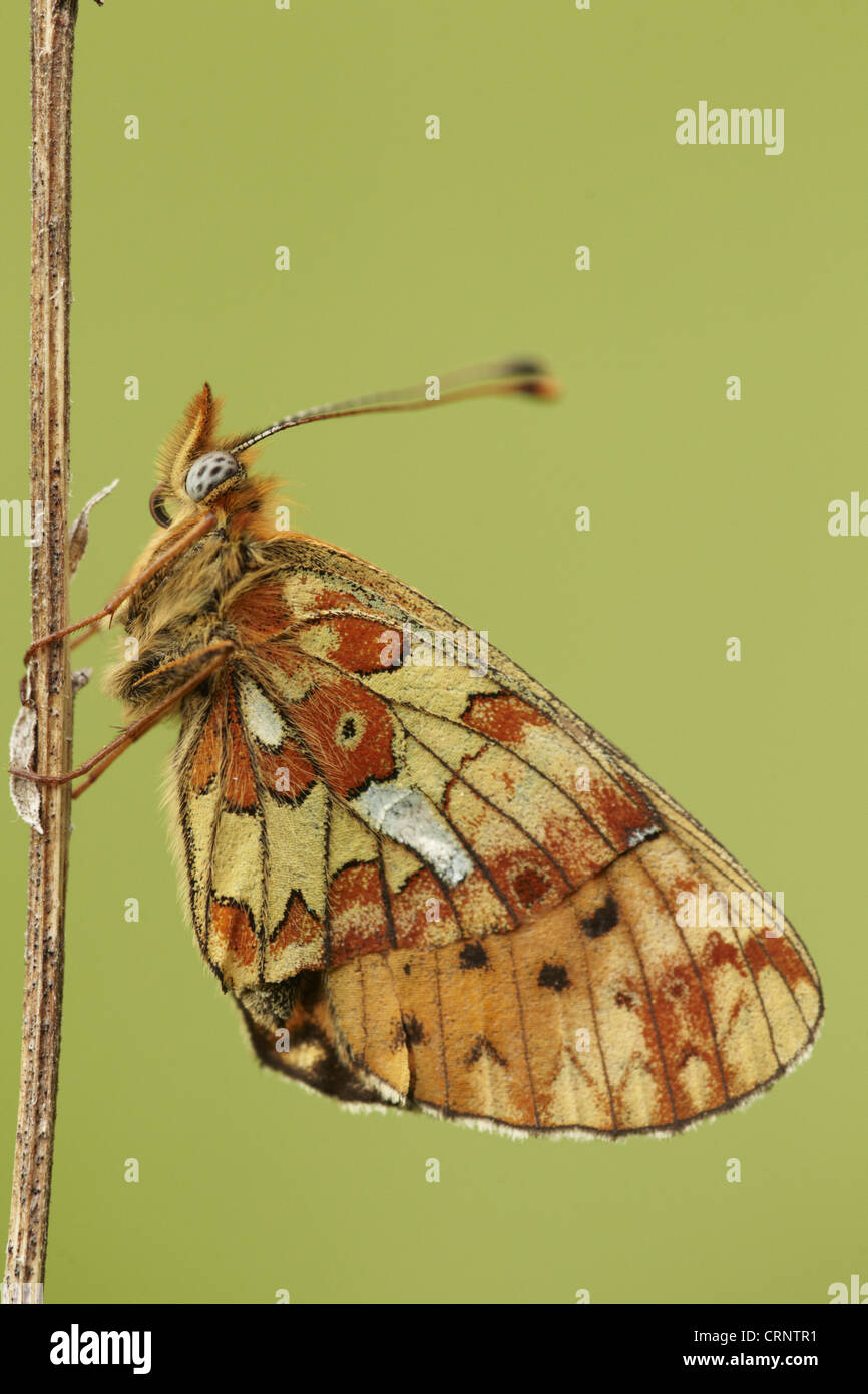 Pearl-bordered Fritillary (Boloria euphrosyne) adult, resting on stem ...
