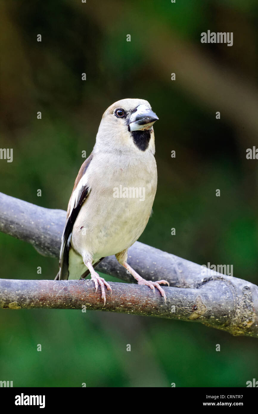 European hawfinch hi-res stock photography and images - Alamy