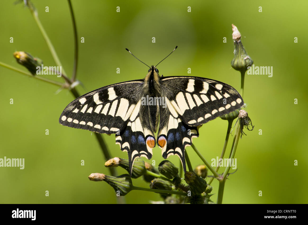 Common Swallowtail (Papilio machaon britannicus) British race, adult ...