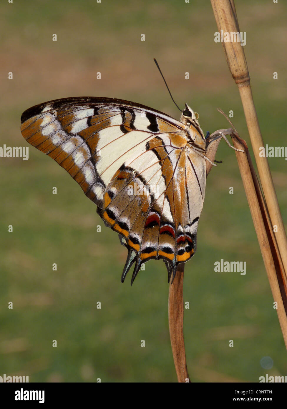 Tailed Emperor (Polyura pyrrhus) adult, underside, resting on dry grass ...