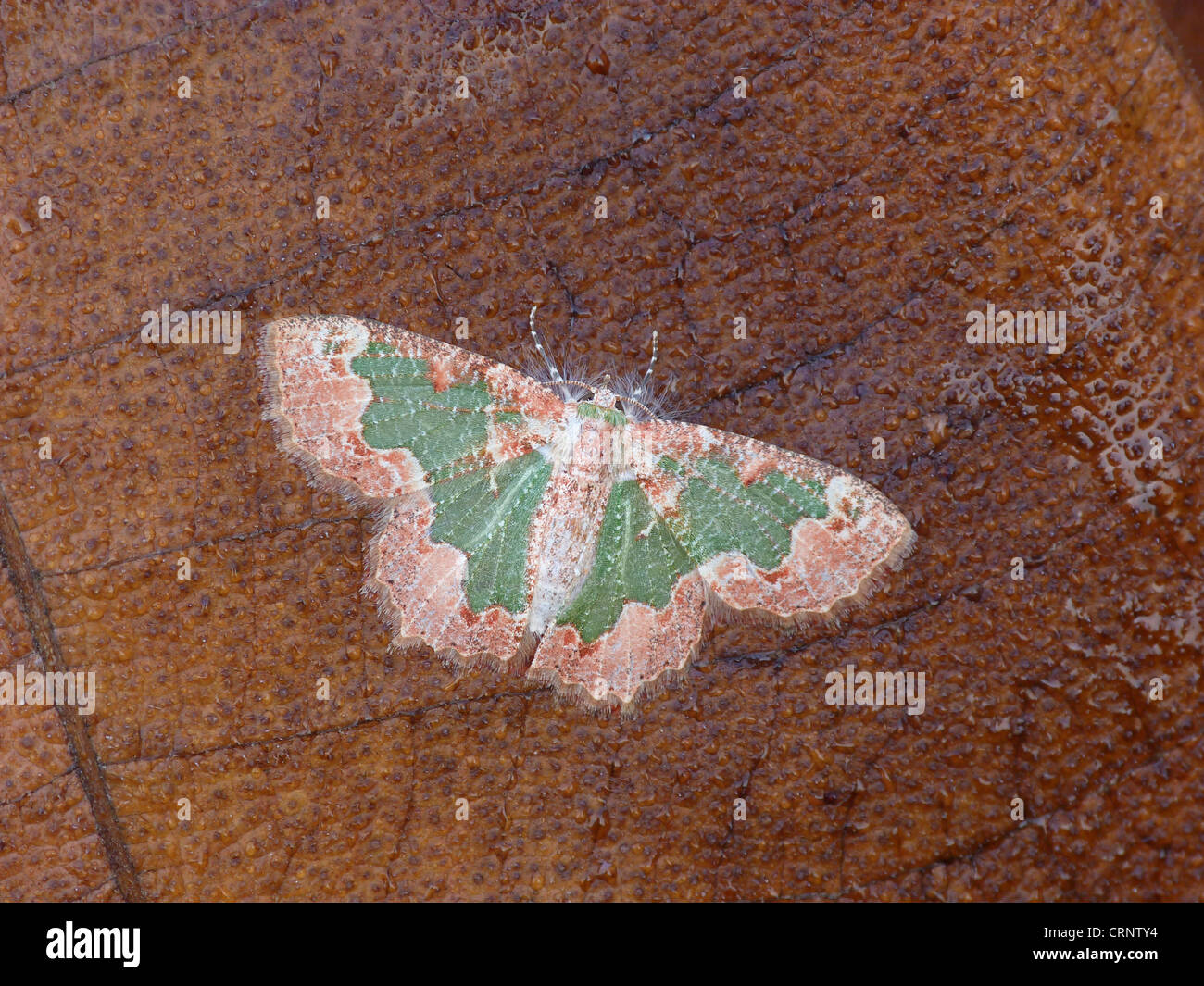 Australian moth hi-res stock photography and images - Alamy