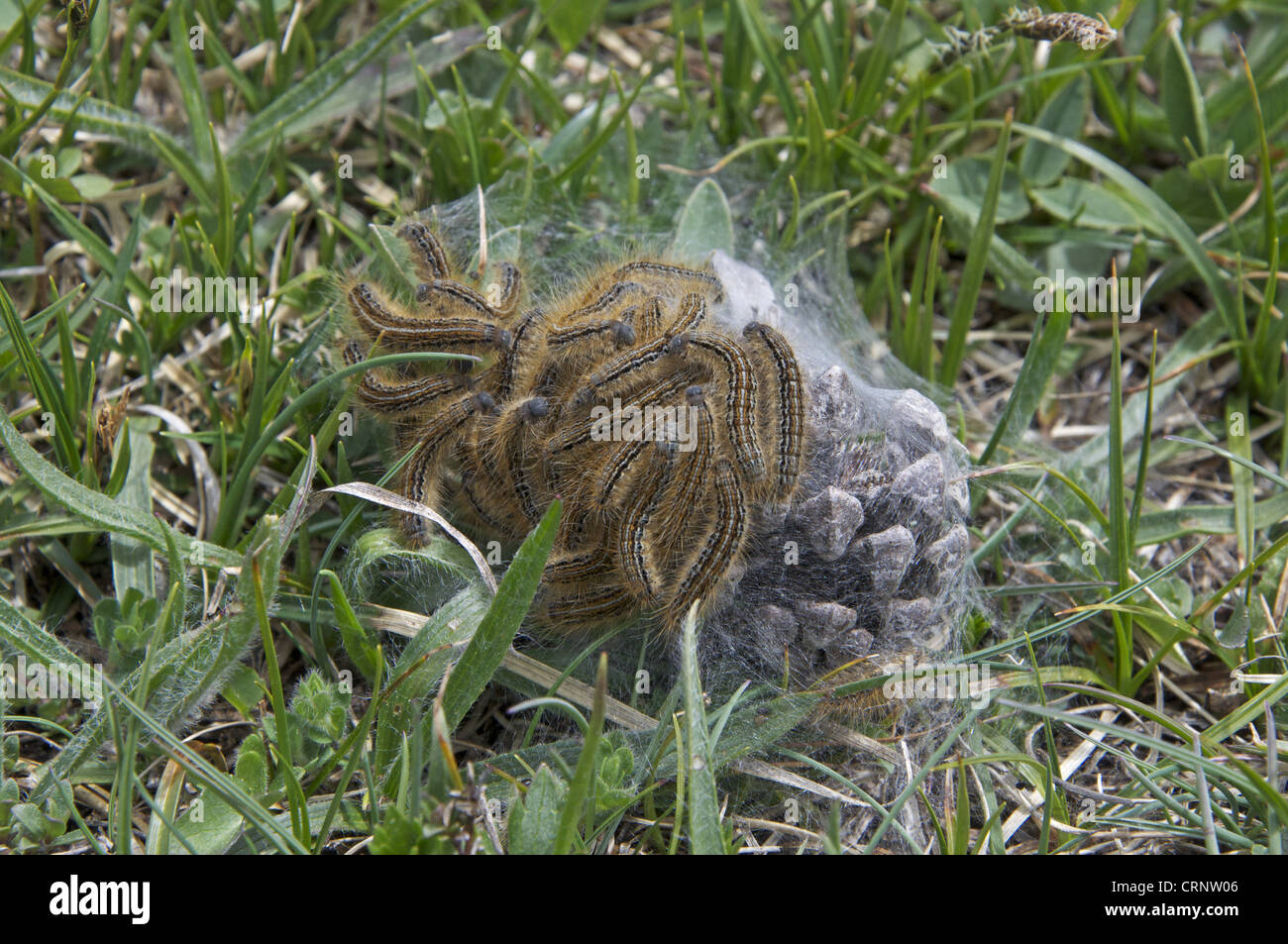 Lackey Moth (Malacosoma neustria) caterpillars, on silken tent covering ...
