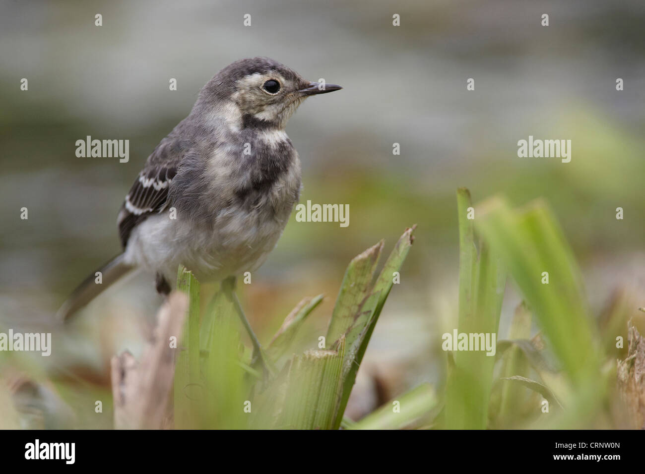 Juvenile (White) Pied Wagtail, Motacilla alba, East Yorkshire, UK Stock ...