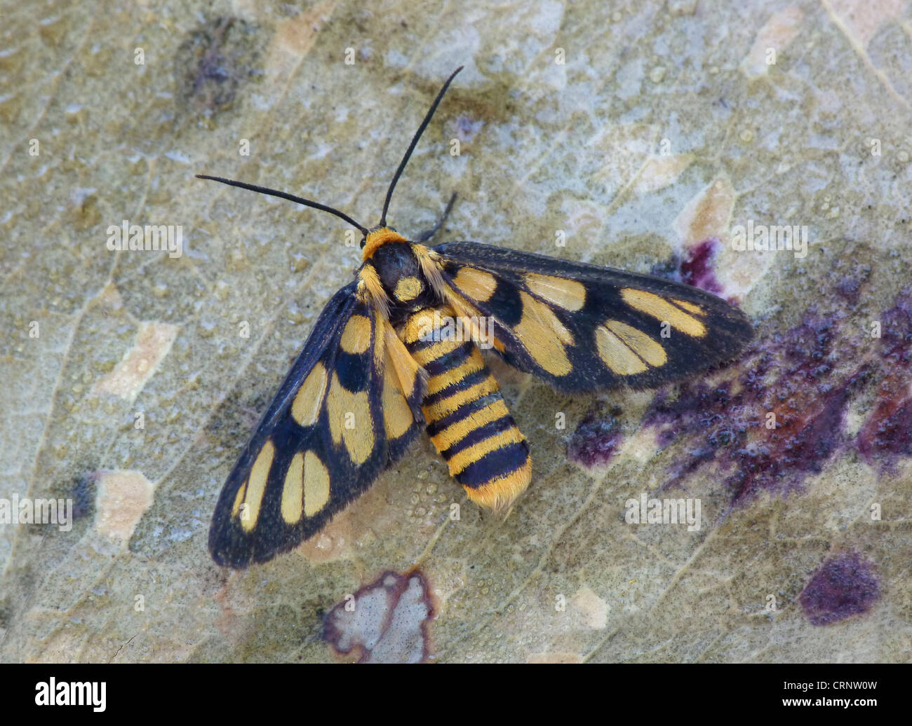 Wasp Moth (Amata huebneri) adult female, roosting amongst dead leaves ...