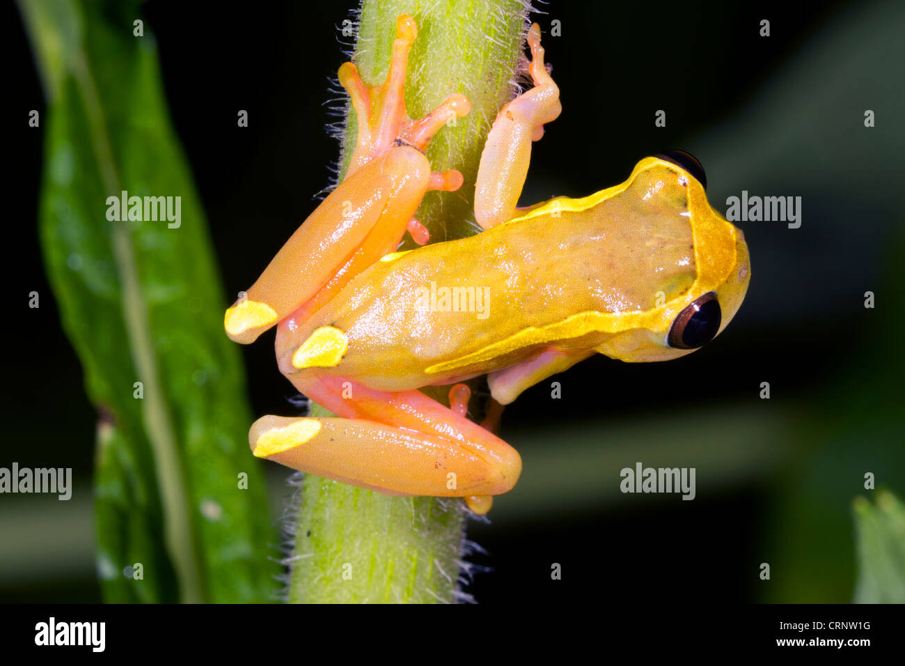 Upper Amazon Treefrog (Dendropsophus bifurcus). On a plant stem in ...